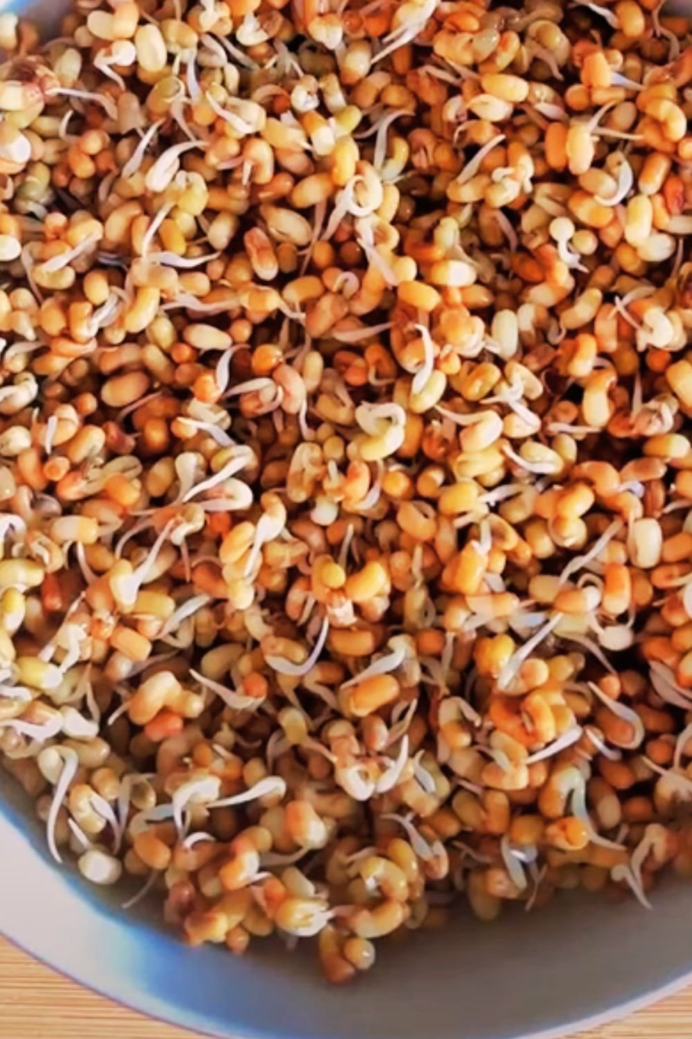 The Ultimate Guide to Sprouted Lentils: From Kitchen Novice to ...